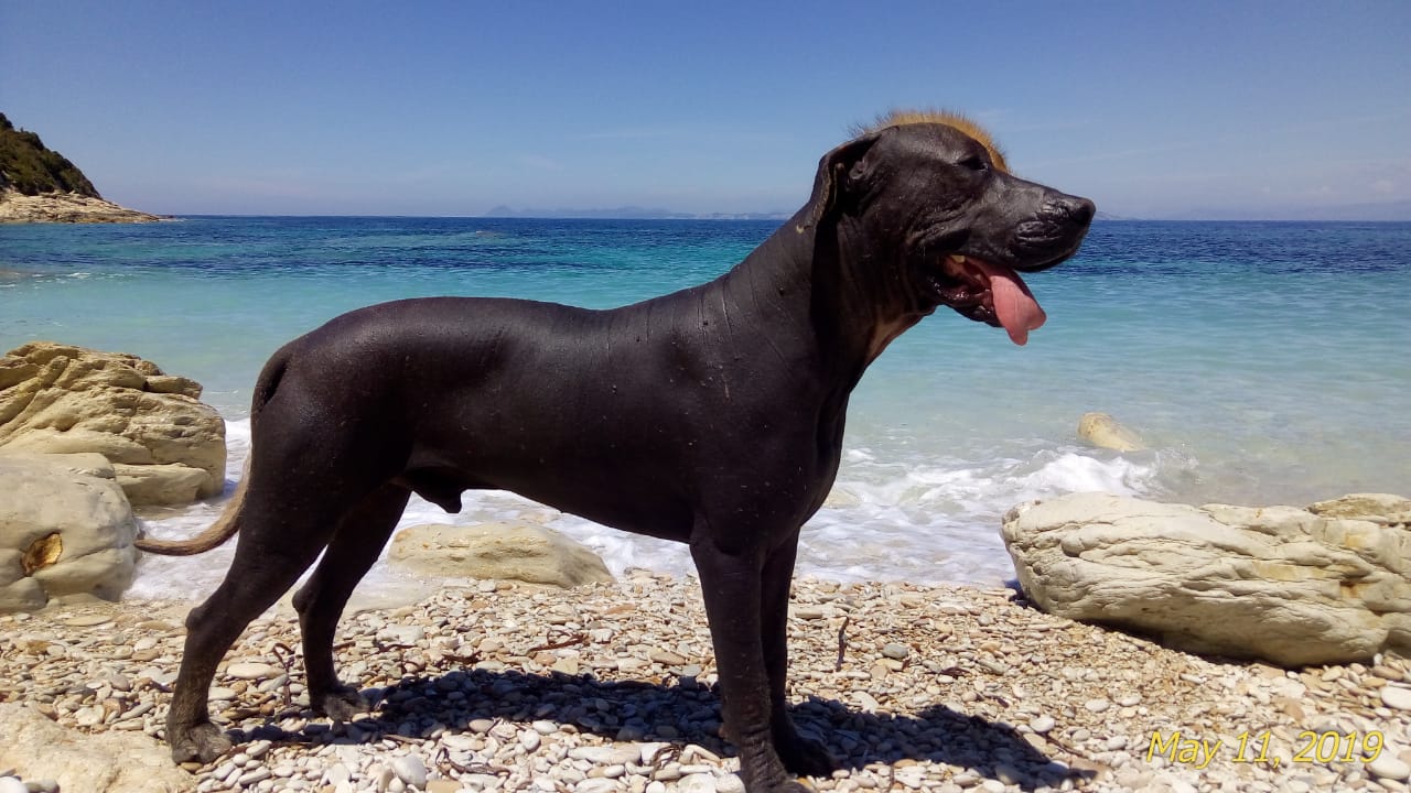 - Perros Calvos en Uruguay