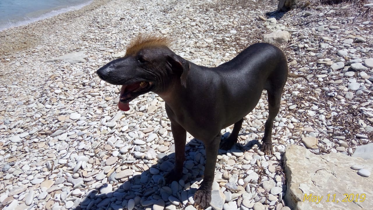 - Perros Calvos en Uruguay