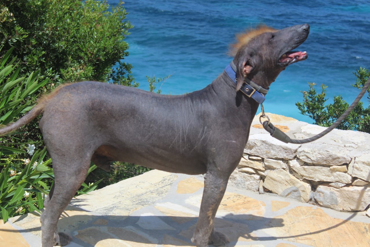 - Perros Calvos en Uruguay