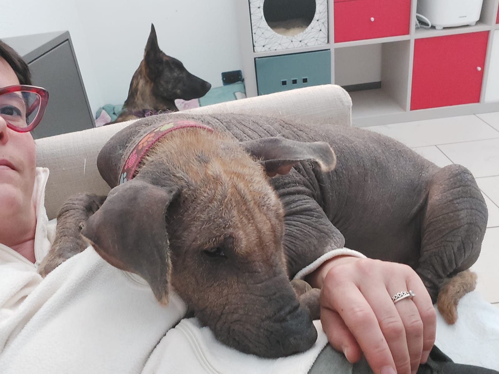 - Perros Calvos en Uruguay