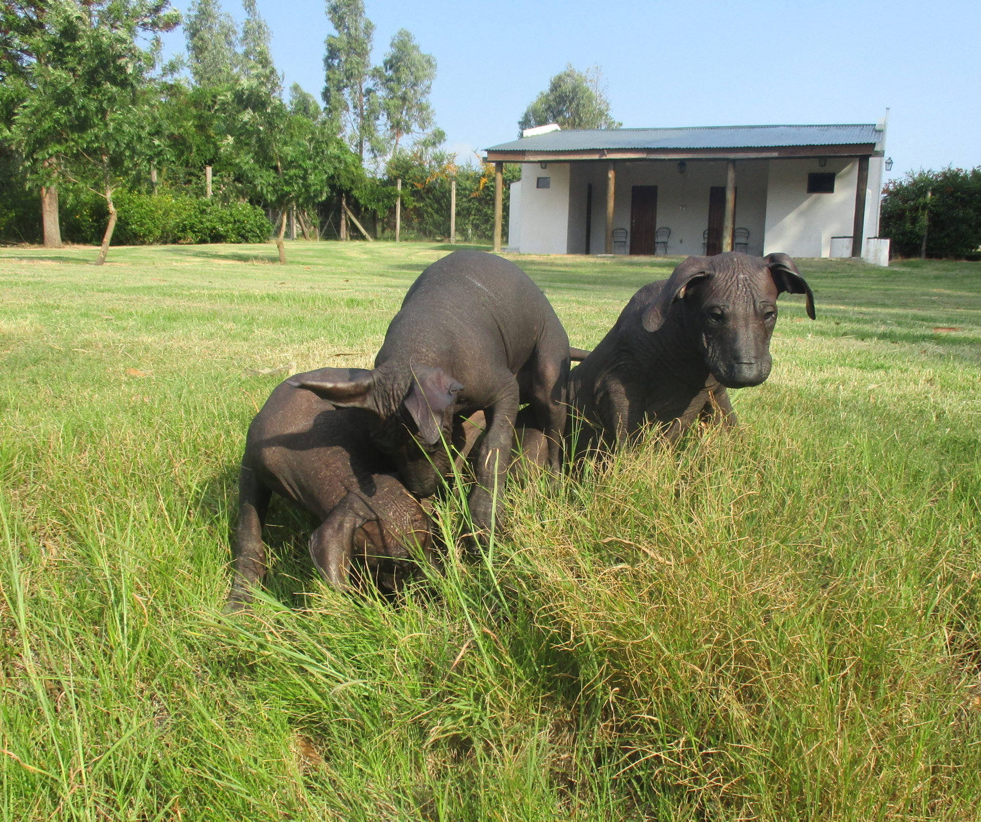 - Perros Calvos en Uruguay