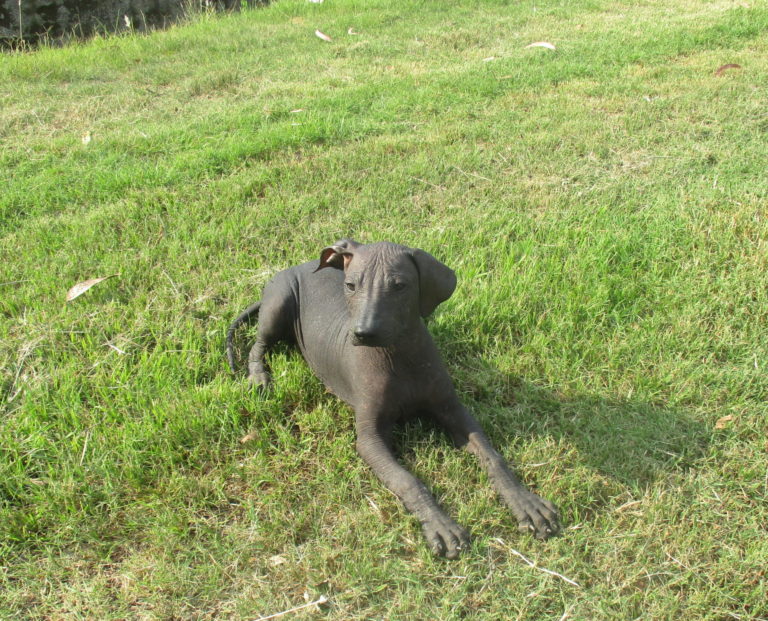 Cachorros – Perros Calvos en Uruguay